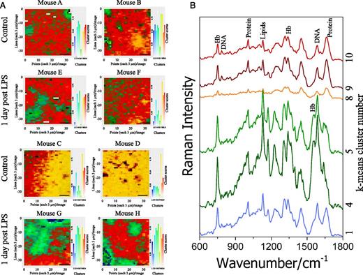 Raman Spectroscopy Follows Time-Dependent Changes in T Lymphocytes ...