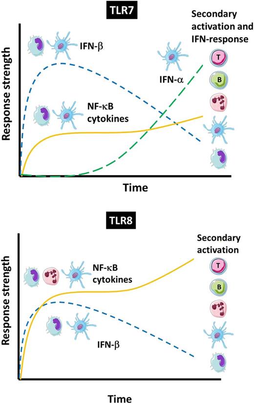 TLR7 and TLR8 Differentially Activate the IRF and NF-κB Pathways in ...