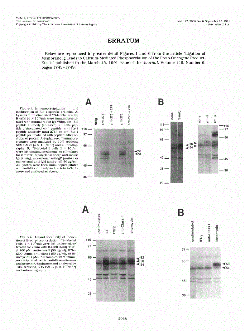 Ligation of membrane Ig leads to calcium-mediated phosphorylation of ...