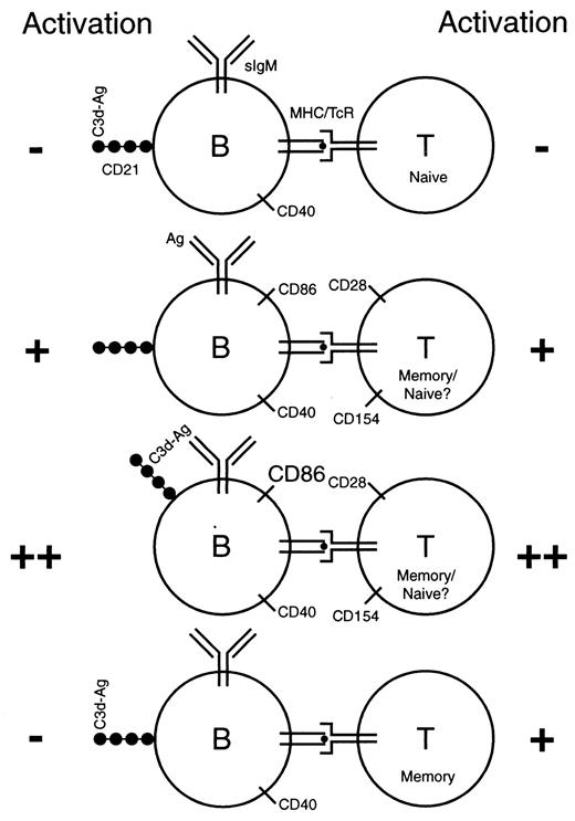 Complement Opsonization Is Required for Presentation of Immune ...