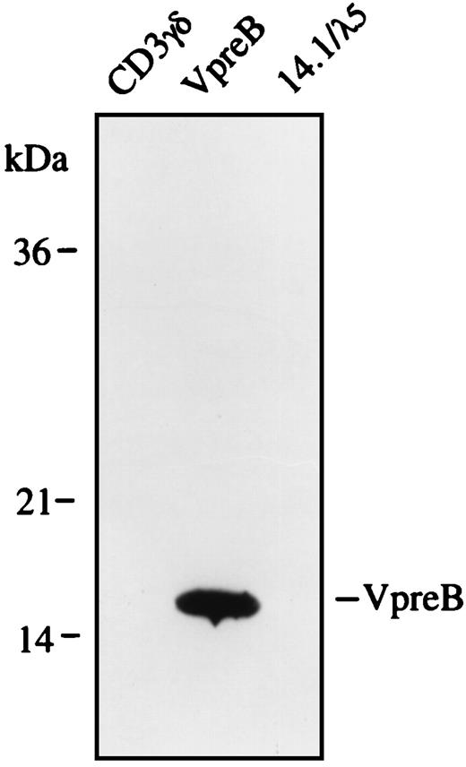 Surrogate Light Chain Production During B Cell Differentiation ...