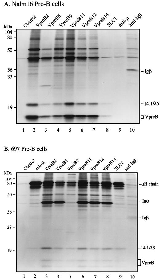 Surrogate Light Chain Production During B Cell Differentiation ...