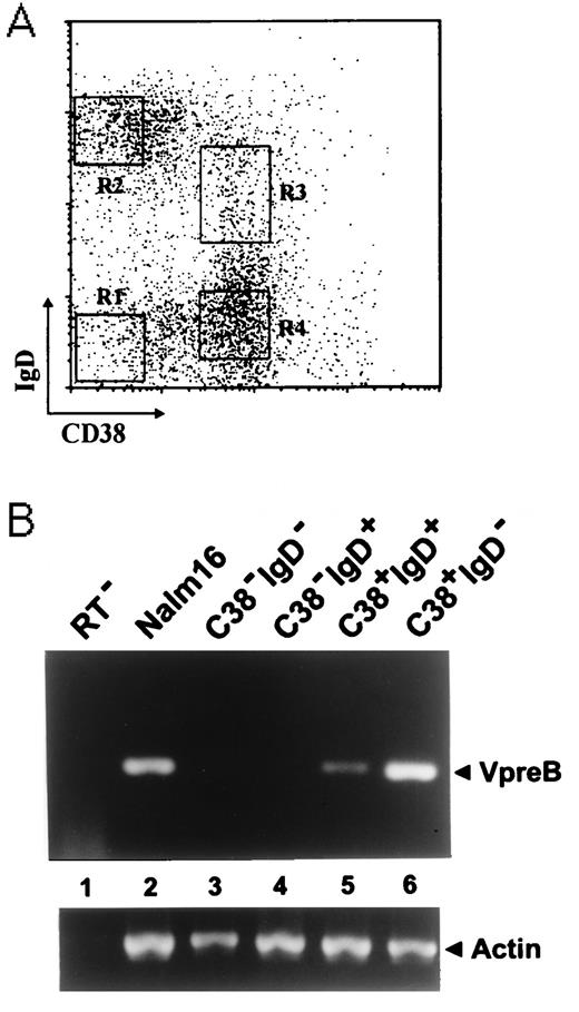 Surrogate Light Chain Production During B Cell Differentiation ...
