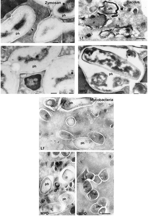 Fusion of Azurophil Granules with Phagosomes and Activation of the ...