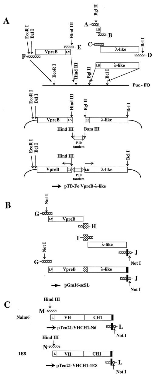 μ-Surrogate Light Chain Physicochemical Interactions of the Human PreB ...