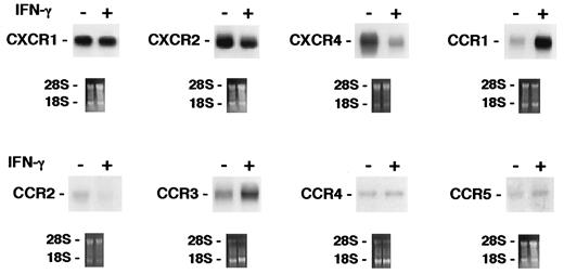 Up Regulation Of Ccr1 And Ccr3 And Induction Of Chemotaxis To Cc