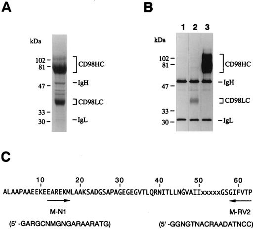 Cutting Edge: Primary Structure of the Light Chain of Fusion Regulatory ...