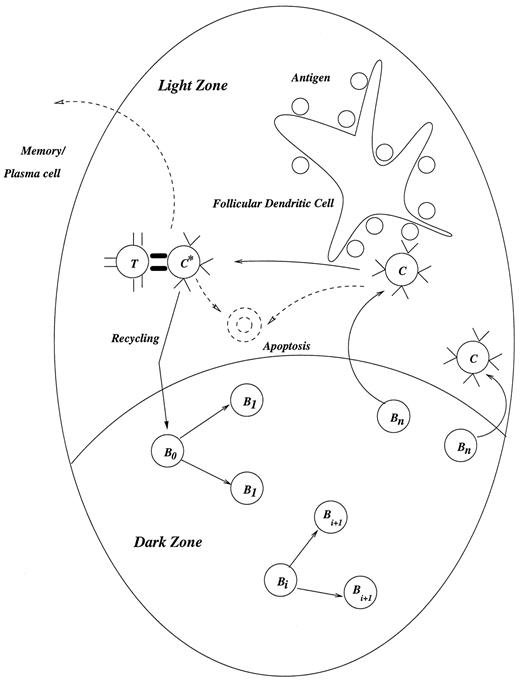 A Mathematical Model on Germinal Center Kinetics and Termination1 | The ...
