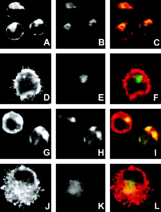 Survival, Maturation, and Function of CD11c− and CD11c+ Peripheral ...