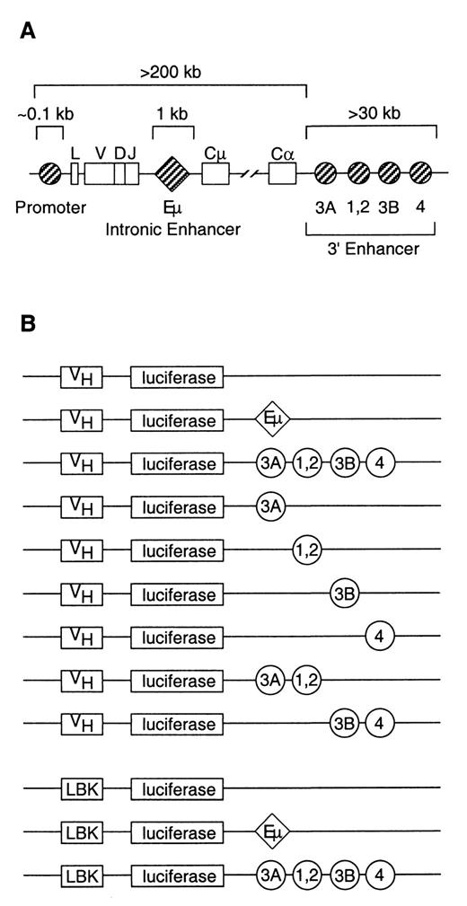 Role of OCA-B in 3′-IgH Enhancer Function1 | The Journal of Immunology ...