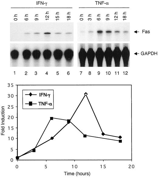 Differential Regulation and Function of Fas Expression on Glial Cells1 ...
