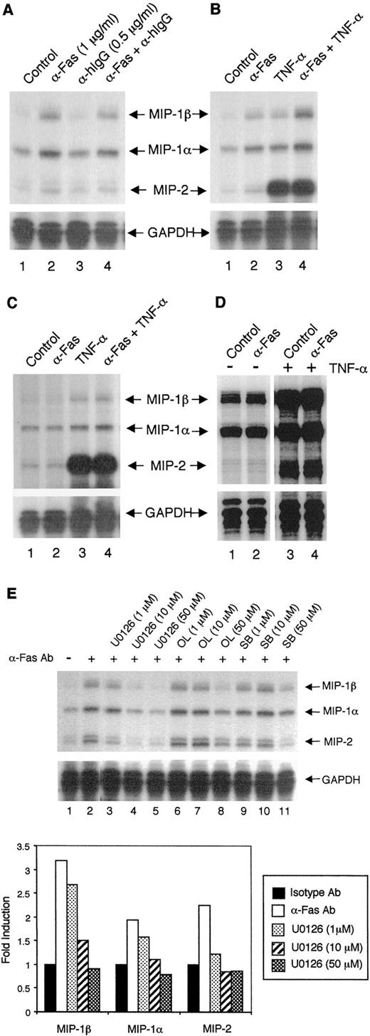 Differential Regulation and Function of Fas Expression on Glial Cells1 ...