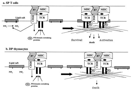 Immature CD4+CD8+ Thymocytes Do Not Polarize Lipid Rafts in Response to ...