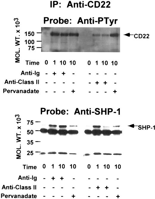 Regulation Of Mhc Class Ii Signal Transduction By The B Cell