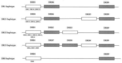 The Noncoding Regions of HLA-DRB Uncover Interlineage Recombinations as ...