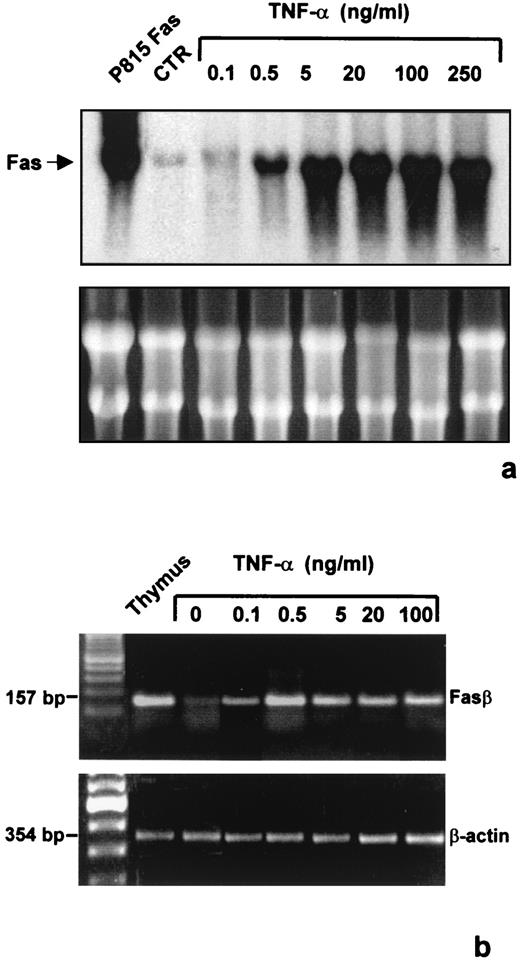 Tnf α And Ifn γ Regulate Expression And Function Of The Fas System In