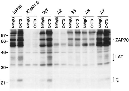 Serine 6 of Lck Tyrosine Kinase: A Critical Site for Lck Myristoylation, Membrane Localization ...