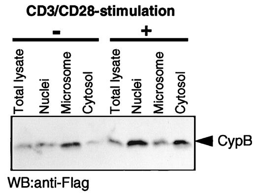 Possible Involvement of Cyclophilin B and Caspase-Activated ...