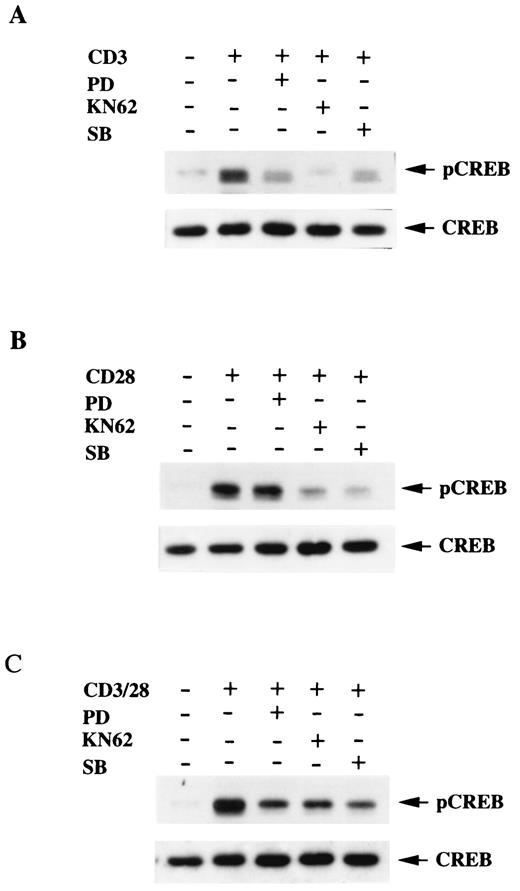 Multiple Signals Required for Cyclic AMP-Responsive Element Binding ...