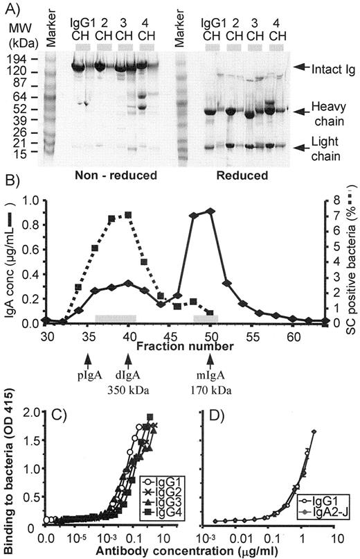 Activity of Human IgG and IgA Subclasses in Immune Defense Against ...