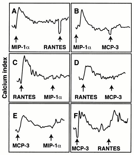 Granulocyte Macrophage Colony Stimulating Factor Up Regulates Ccr1 In
