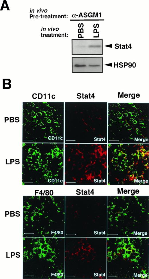 Inducible Expression of Stat4 in Dendritic Cells and Macrophages and ...