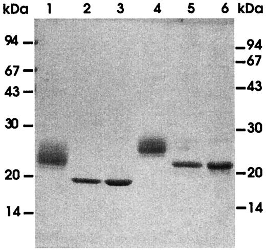 Interaction Properties of Human Mannan-Binding Lectin (MBL)-Associated ...