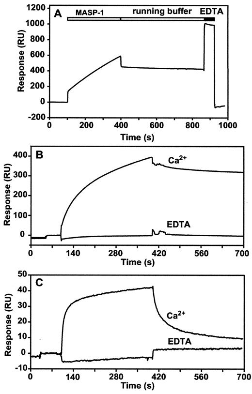 Interaction Properties of Human Mannan-Binding Lectin (MBL)-Associated ...