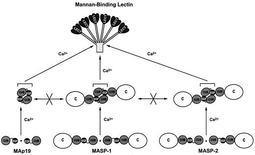 Interaction Properties of Human Mannan-Binding Lectin (MBL)-Associated ...