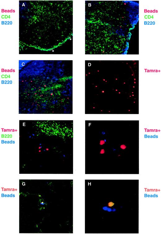 Visualization Of Early Apct Cell Interactions In The Mouse Lung