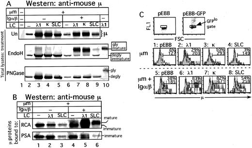 Conventional and Surrogate Light Chains Differentially Regulate Ig μ ...
