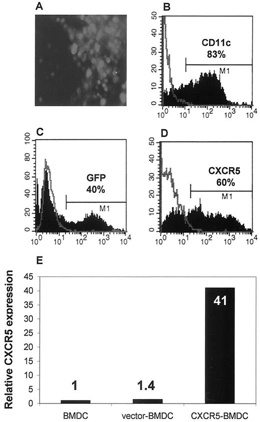 CXCR5-Transduced Bone Marrow-Derived Dendritic Cells Traffic to B Cell ...