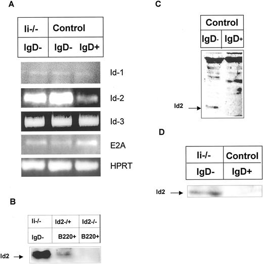Id2 Negatively Regulates B Cell Differentiation In The Spleen1 The