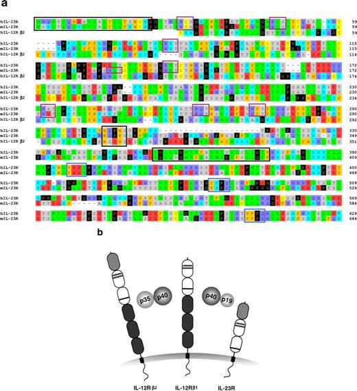 A Receptor for the Heterodimeric Cytokine IL-23 Is Composed of IL-12Rβ1 ...