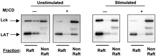 Lipid Raft Heterogeneity in Human Peripheral Blood T Lymphoblasts: A ...