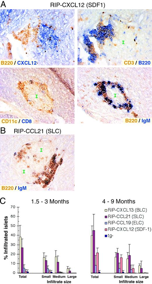 Differing Activities of Homeostatic Chemokines CCL19, CCL21, and CXCL12 ...