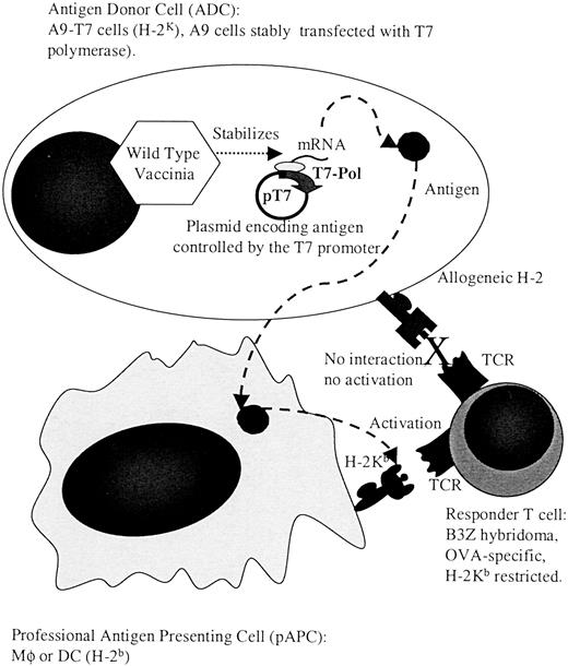 Macrophages and Dendritic Cells Use the Cytosolic Pathway to Rapidly ...