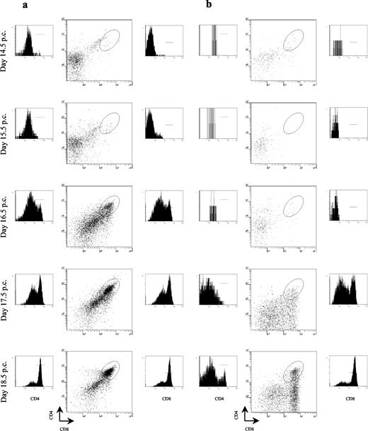 Enforced Expression Of Runx2 Perturbs T Cell Development At A Stage Coincident With β Selection1