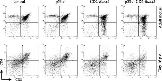 Enforced Expression Of Runx2 Perturbs T Cell Development At A Stage Coincident With β Selection1