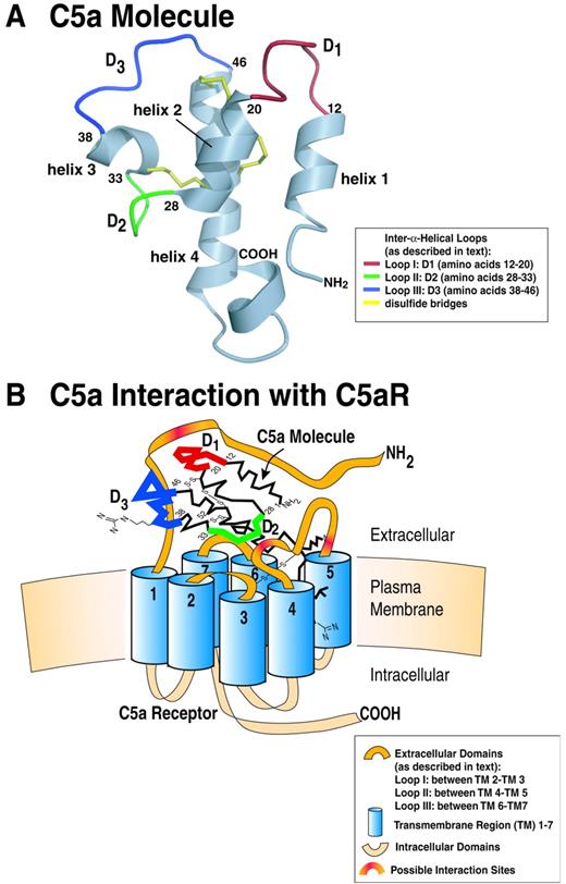 Structure-Function Relationships of Human C5a and C5aR1 | The Journal of Immunology | American ...