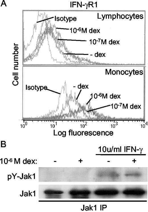 Inhibition Of Ifn γ Signaling By Glucocorticoids1 The Journal Of