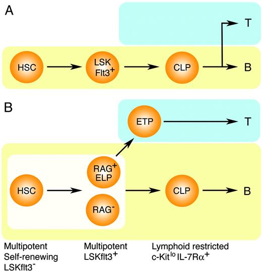 Early T Lineage Progenitors: New Insights, but Old Questions Remain ...