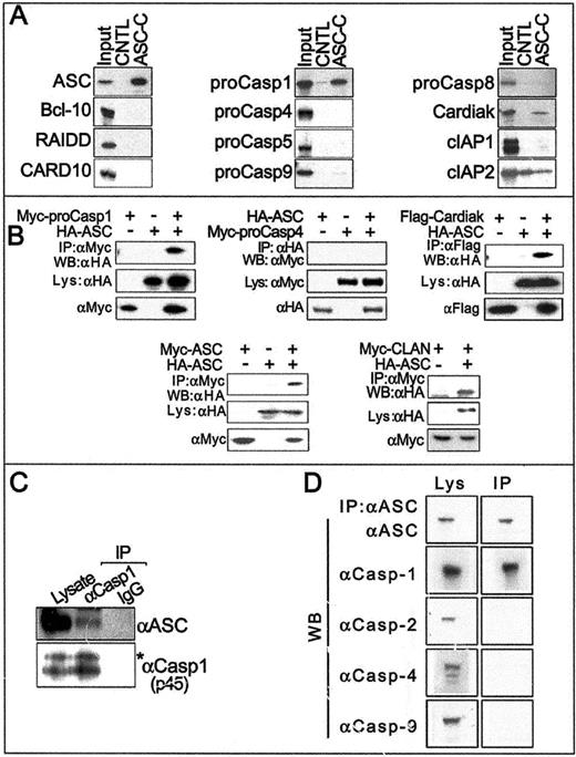 Apoptosis-Associated Speck-Like Protein Containing a Caspase ...