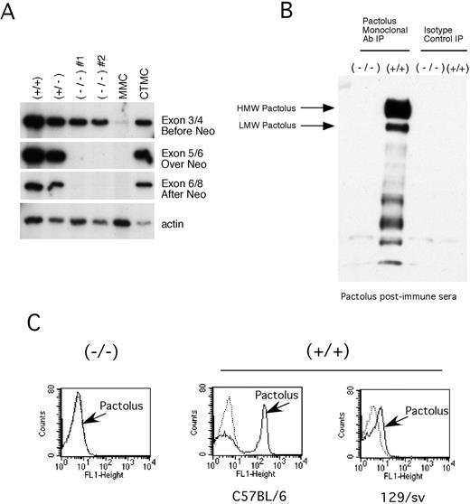 Surface Translocation of Pactolus Is Induced by Cell Activation and ...