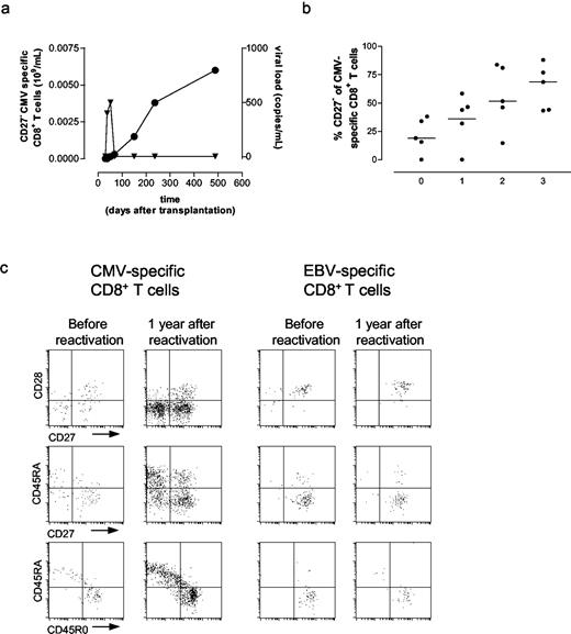 The Size And Phenotype Of Virus Specific T Cell Populations Is