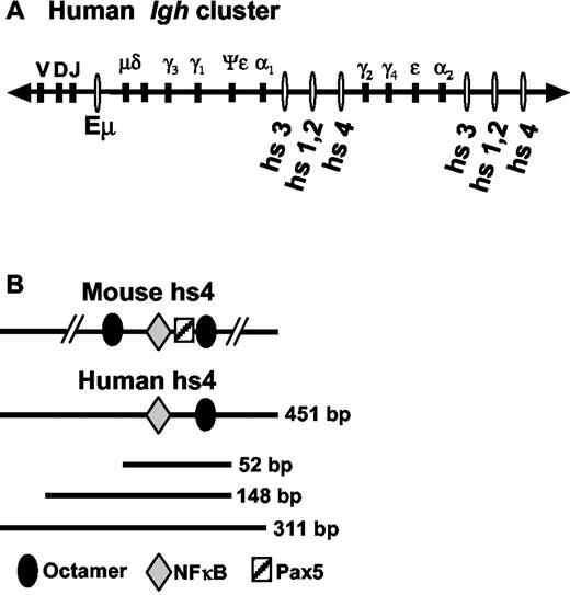 Nf κb And Oct 2 Synergize To Activate The Human 3′ Igh Hs4 Enhancer In