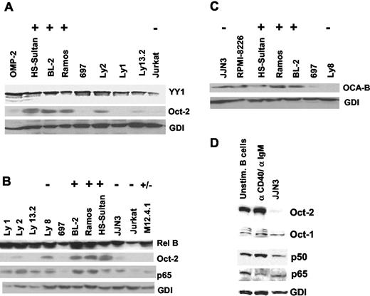 Nf κb And Oct 2 Synergize To Activate The Human 3′ Igh Hs4 Enhancer In