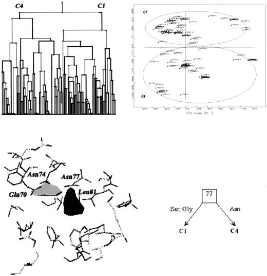 Identifiying Human Mhc Supertypes Using Bioinformatic Methods The