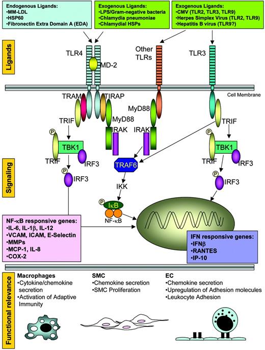 TLR Signaling: An Emerging Bridge from Innate Immunity to ...