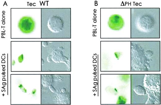 Tec Kinase Migrates to the T Cell-APC Interface Independently of Its ...